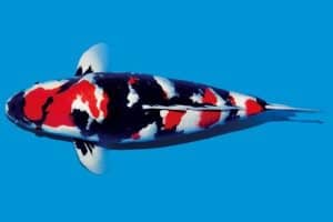 PEZ KOI 】≫ Tipos de Koi - Todas las variedades con imágenes