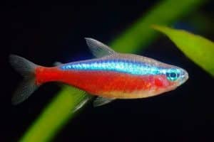 PEZ TETRA NEÓN 】Ficha ≫ Paracheirodon Innesi, el pez Neón