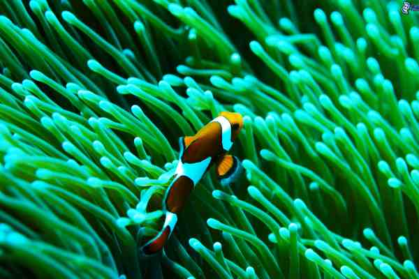 PEZ PAYASO 】Las 30 especies ≫ Todo lo que necesitas saber