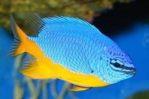 DAMISELA DE COLA AMARILLA 】Ficha ≫ Chrysiptera parasema