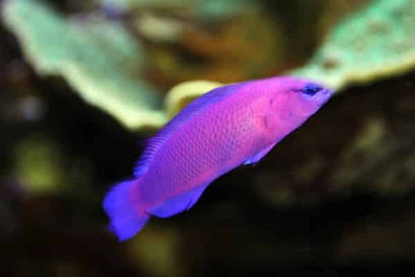 PEZ PAYASO 】Las 30 especies ≫ Todo lo que necesitas saber