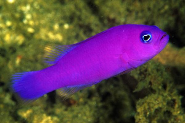 PEZ PAYASO 】Las 30 especies ≫ Todo lo que necesitas saber