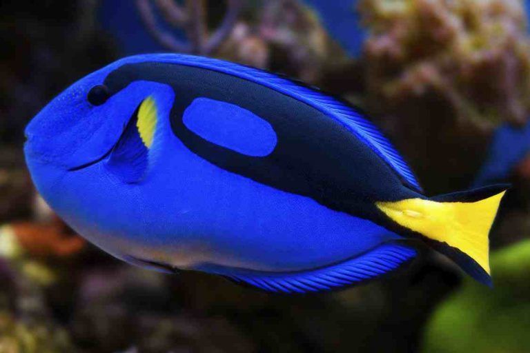 PEZ PAYASO 】Las 30 especies ≫ Todo lo que necesitas saber