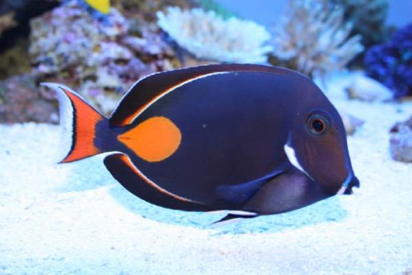 PEZ PAYASO 】Las 30 especies ≫ Todo lo que necesitas saber