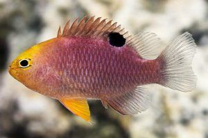 PEZ DAMISELA 】Todo lo que necesitas saber ≫ Especies con ficha