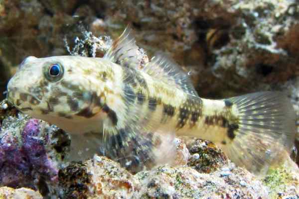 PEZ PAYASO 】Las 30 especies ≫ Todo lo que necesitas saber