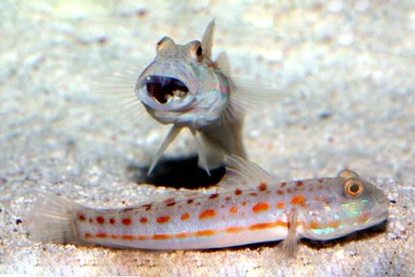 PEZ PAYASO 】Las 30 especies ≫ Todo lo que necesitas saber