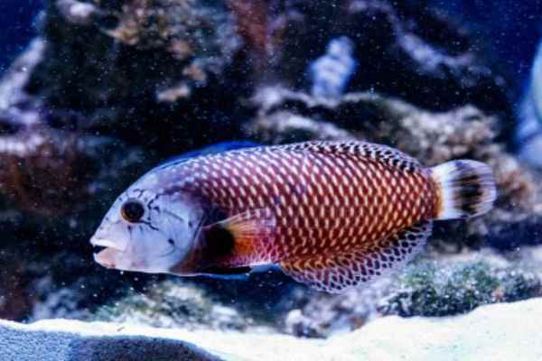 PEZ PAYASO 】Las 30 especies ≫ Todo lo que necesitas saber