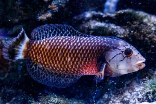 PEZ PAYASO 】Las 30 especies ≫ Todo lo que necesitas saber