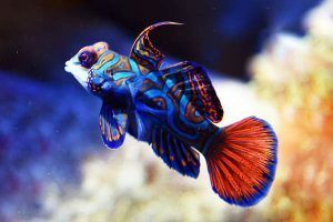 PEZ DAMISELA 】Todo lo que necesitas saber ≫ Especies con ficha