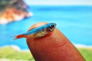 PEZ TETRA NEÓN 】Ficha ≫ Paracheirodon Innesi, el pez Neón