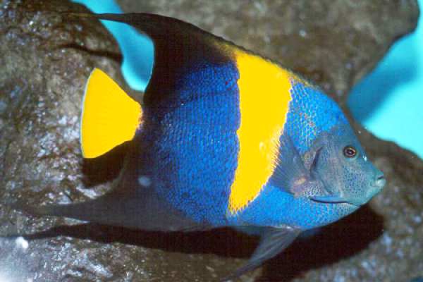 PEZ ÁNGEL MARINO 】Ficha ≫ Todas las especies clasificadas