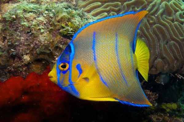 PEZ ÁNGEL AZUL 】Ficha ≫ Holacanthus bermudensis