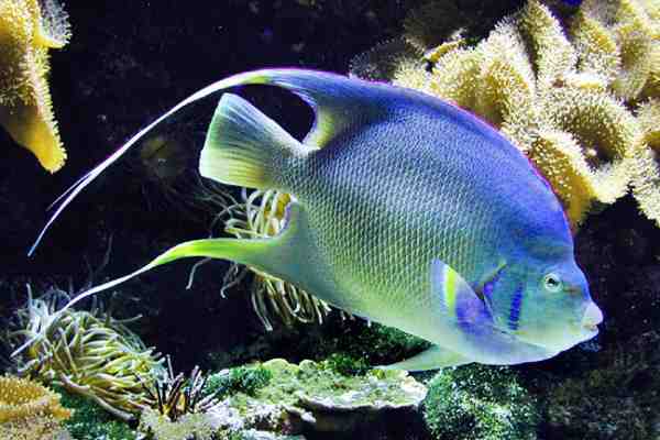 PEZ ÁNGEL AZUL 】Ficha ≫ Holacanthus bermudensis