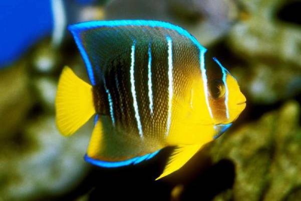 PEZ ÁNGEL AZUL 】Ficha ≫ Holacanthus bermudensis