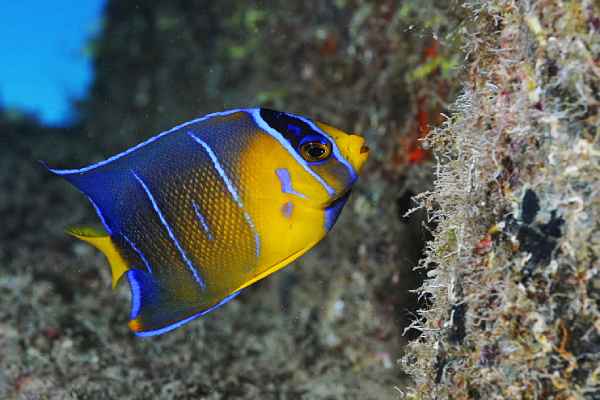 PEZ ÁNGEL AZUL 】Ficha ≫ Holacanthus bermudensis