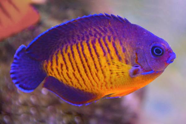 PEZ ÁNGEL MARINO 】Ficha ≫ Todas las especies clasificadas