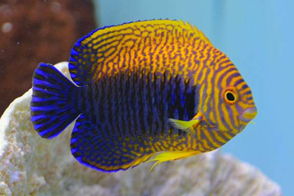 PEZ ÁNGEL MARINO 】Ficha ≫ Todas las especies clasificadas