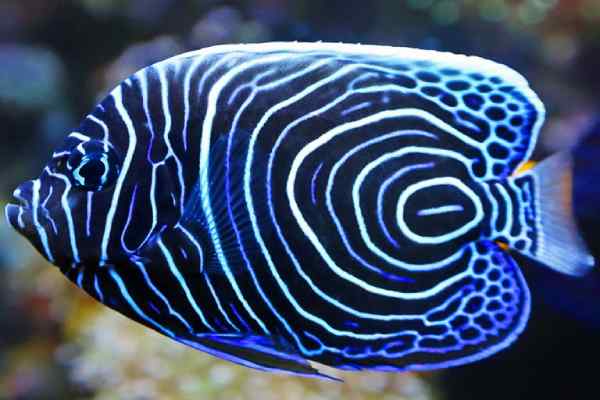 PEZ ÁNGEL EMPERADOR 】Ficha ≫ Pomacanthus imperator