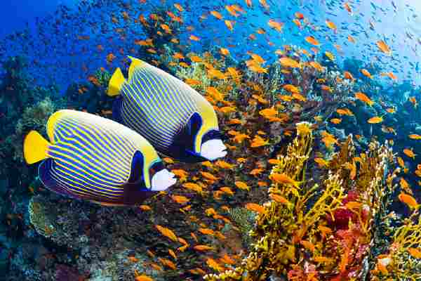 PEZ ÁNGEL EMPERADOR 】Ficha ≫ Pomacanthus imperator