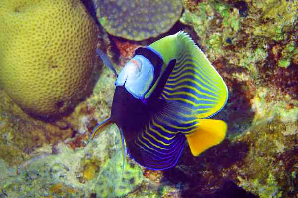 PEZ ÁNGEL EMPERADOR 】Ficha ≫ Pomacanthus imperator