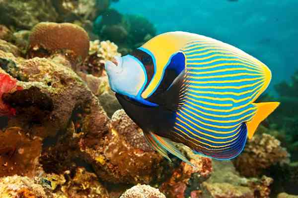 PEZ ÁNGEL EMPERADOR 】Ficha ≫ Pomacanthus imperator