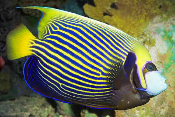 PEZ ÁNGEL EMPERADOR 】Ficha ≫ Pomacanthus imperator