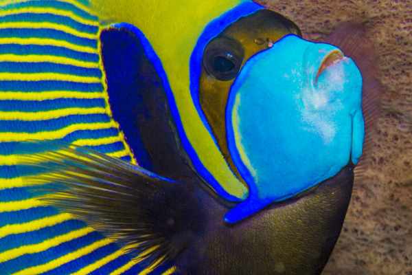 PEZ ÁNGEL EMPERADOR 】Ficha ≫ Pomacanthus imperator