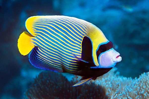 PEZ ÁNGEL EMPERADOR 】Ficha ≫ Pomacanthus imperator