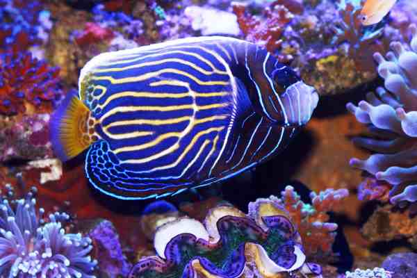 PEZ ÁNGEL EMPERADOR 】Ficha ≫ Pomacanthus imperator