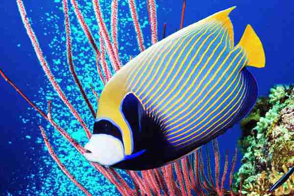 PEZ ÁNGEL EMPERADOR 】Ficha ≫ Pomacanthus imperator