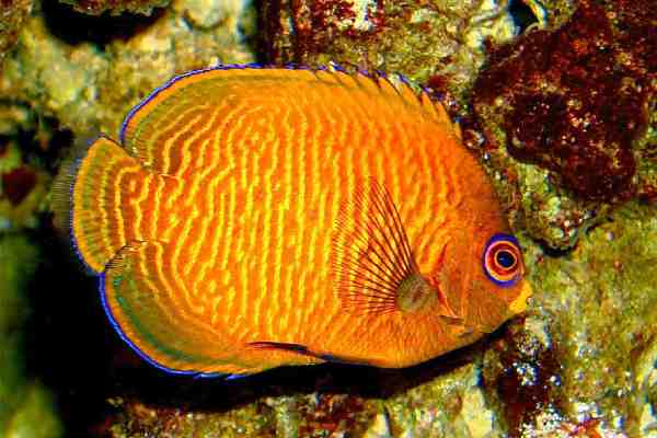 PEZ ÁNGEL MARINO 】Ficha ≫ Todas las especies clasificadas