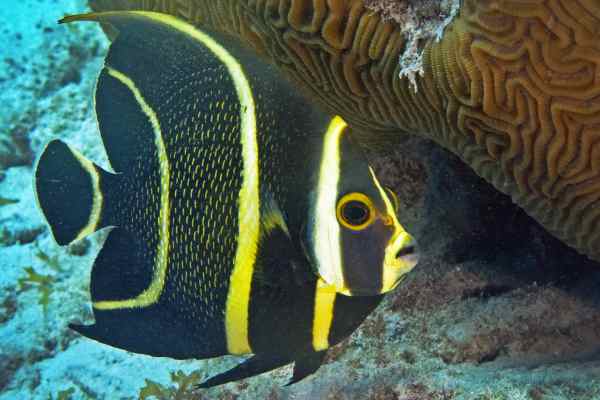 PEZ ÁNGEL FRANCÉS 】Ficha ≫ Pomacanthus paru