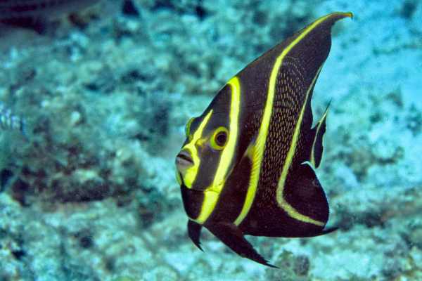 PEZ ÁNGEL FRANCÉS 】Ficha ≫ Pomacanthus paru