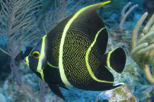 PEZ ÁNGEL FRANCÉS 】Ficha ≫ Pomacanthus paru
