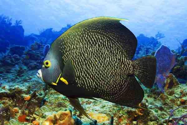 PEZ ÁNGEL FRANCÉS 】Ficha ≫ Pomacanthus paru