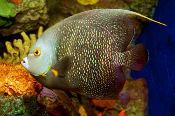 PEZ ÁNGEL FRANCÉS 】Ficha ≫ Pomacanthus paru