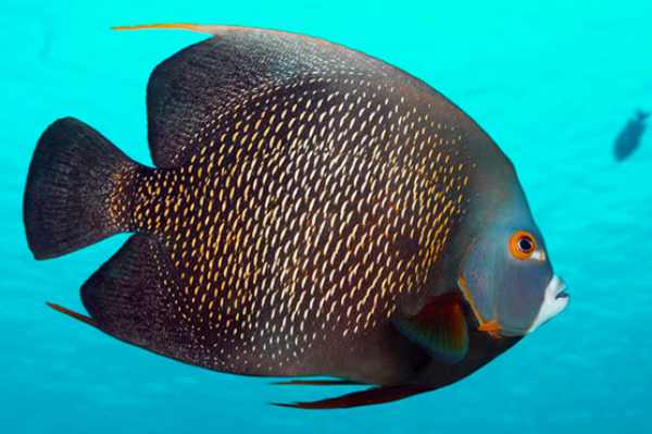 PEZ ÁNGEL FRANCÉS 】Ficha ≫ Pomacanthus paru