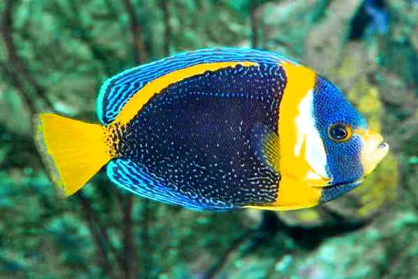 PEZ ÁNGEL MARINO 】Ficha ≫ Todas las especies clasificadas