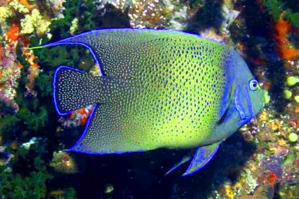 PEZ ÁNGEL MARINO 】Ficha ≫ Todas las especies clasificadas