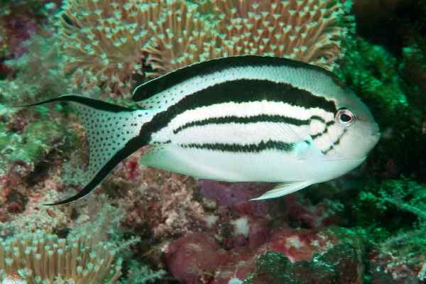 PEZ ÁNGEL MARINO 】Ficha ≫ Todas las especies clasificadas