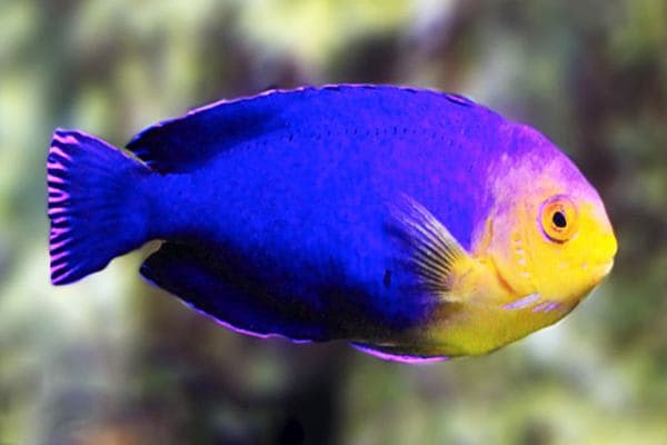 PEZ ÁNGEL MARINO 】Ficha ≫ Todas las especies clasificadas