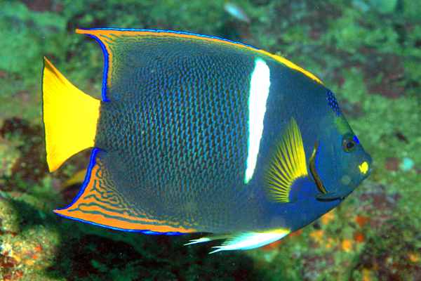 PEZ ÁNGEL MARINO 】Ficha ≫ Todas las especies clasificadas