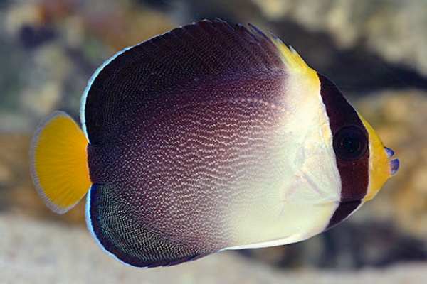 PEZ ÁNGEL MARINO 】Ficha ≫ Todas las especies clasificadas